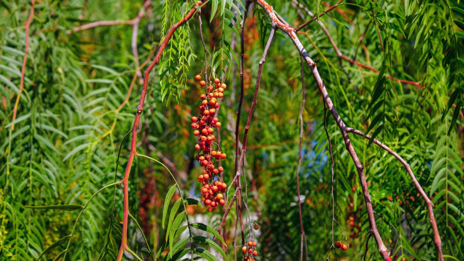 Inca Ceramics: Heritage in Clay and Fire - Terres des Incas
